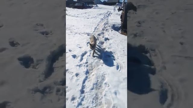 29 марта 2022 г. Гуляка.mp4