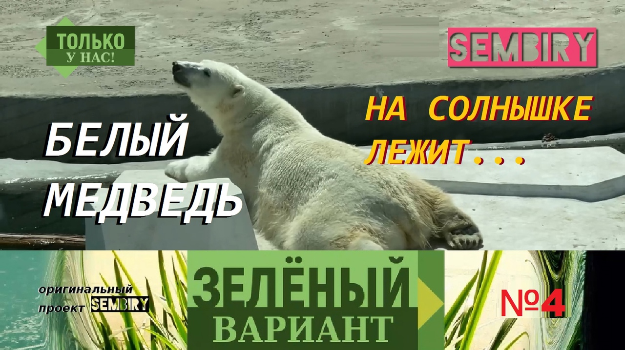 БЕЛЫЙ МЕДВЕДЬ НА СОЛНЫШКЕ ЗАГОРАЕТ. ЗЕЛЁНЫЙ ВАРИАНТ. Выпуск от 12.03.2023