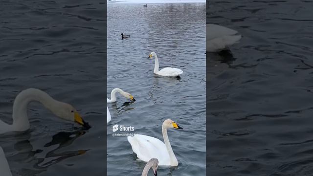 ♫ .. _Озеро надежды_ - Алла Пугачева, слова Игорь Николаев, музыка Игорь Николаев