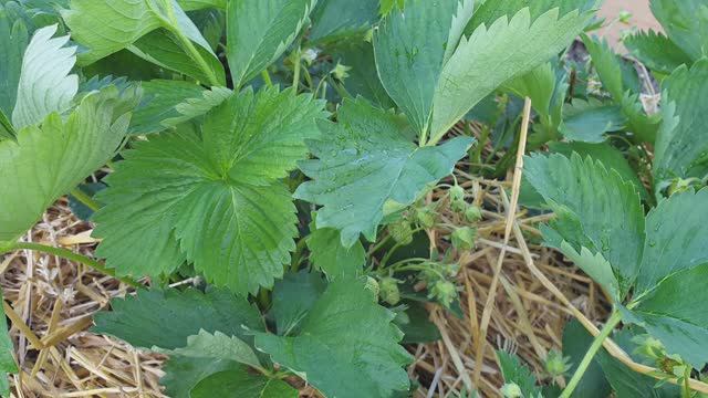 БОР-главный секрет супер урожая КЛУБНИКИ. Уход во время цветения.