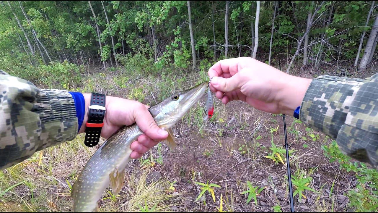 Щучий день на китайский воблер.