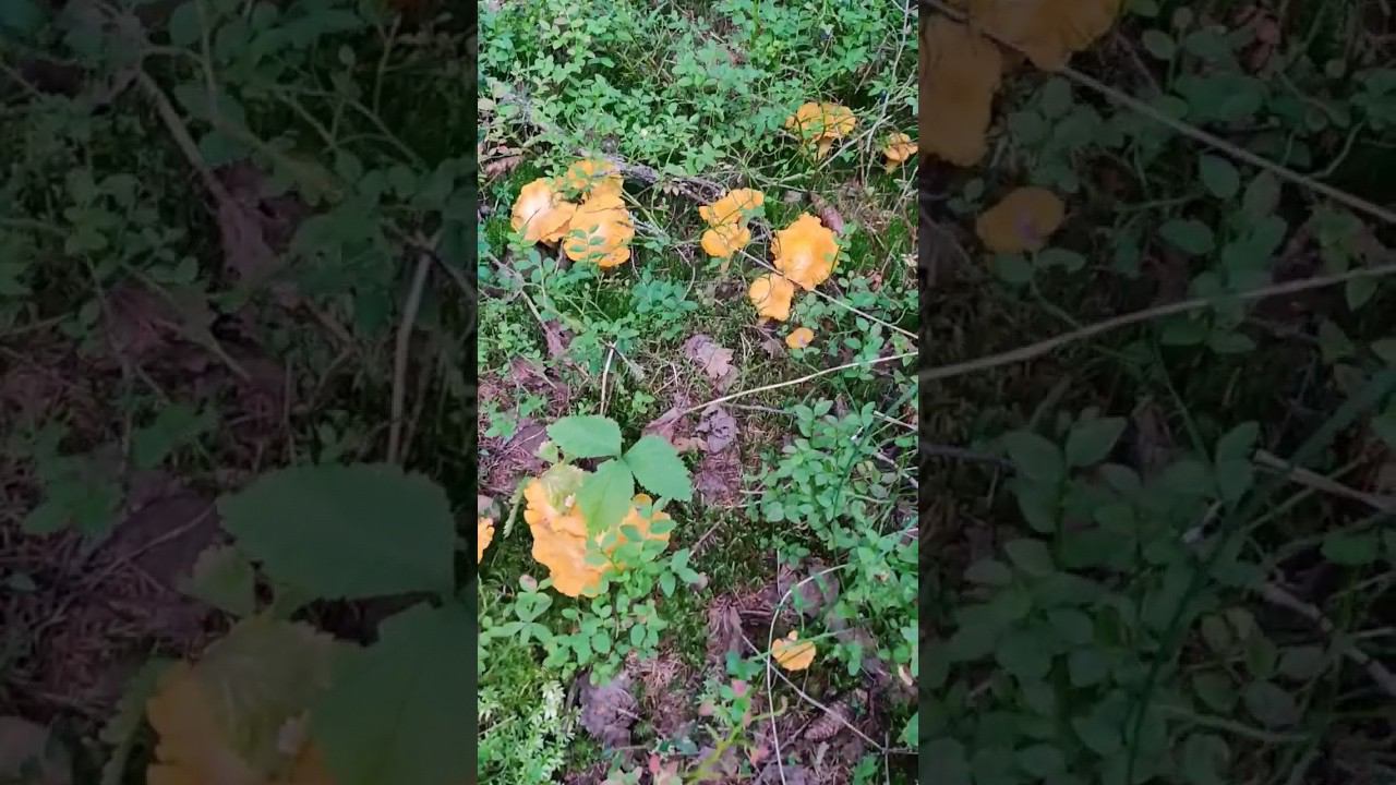 Лисички в лесу. Карелия #грибы #лисичка