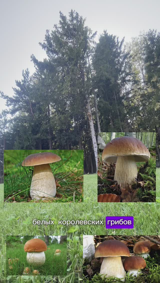 Королевский гриб у вас на участке