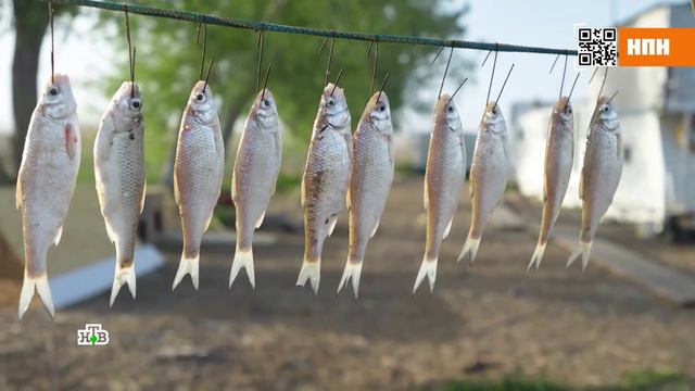 Доступная деликатесная рыба и подмена корюшки