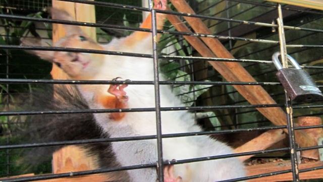 Сочи/ Маленький фотограф/ Работы шестилетней девочки