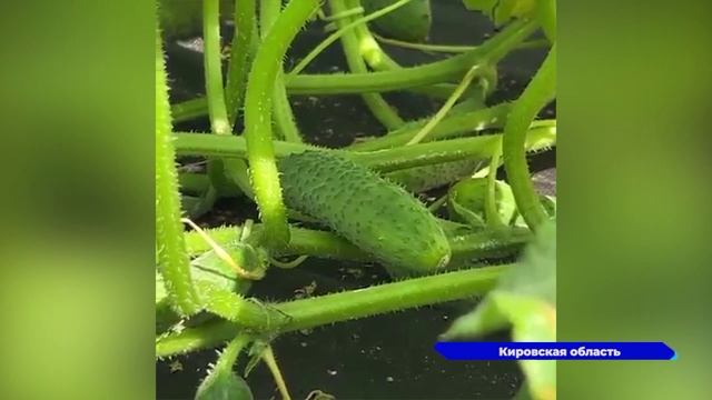 Новости "Волга 24" 31.07.2023 11:00