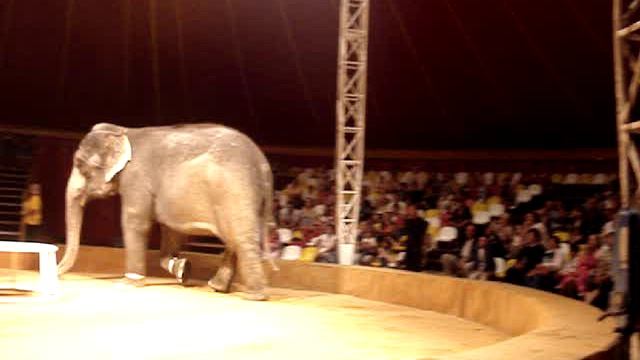 Цирк в Анапе. Слоны.
