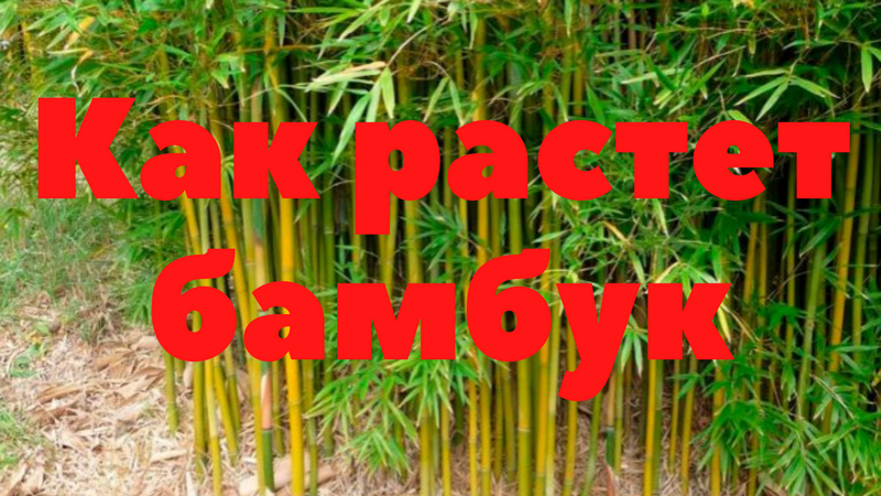 Как растет бамбук