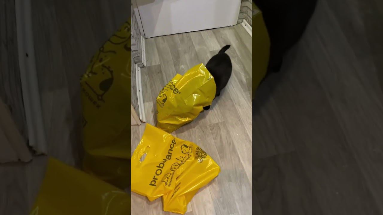 Хозяйка, а что в пакете? Ты с работы или что? #шортс #котикитакиекотики