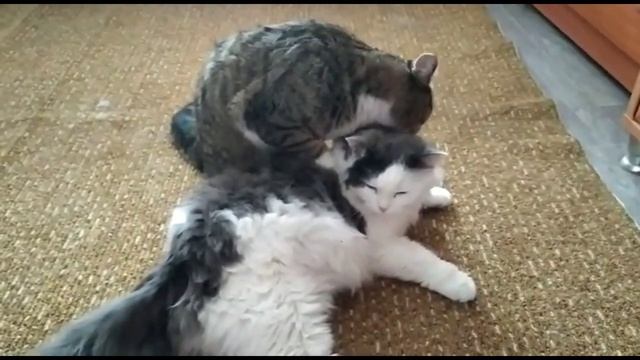 #shorts Кошачья любовь?❤? (1)