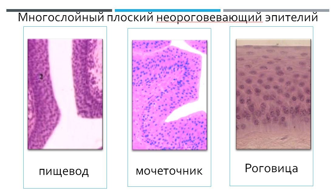 1. Многослойный неороговевающий эпителий