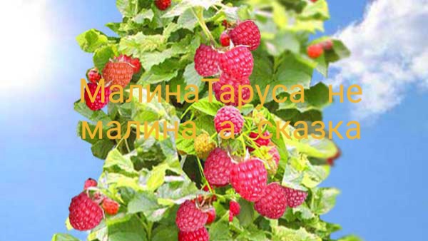 Малина Таруса не малина а сказка