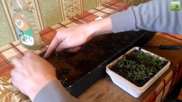 Пикировка рассады табака.