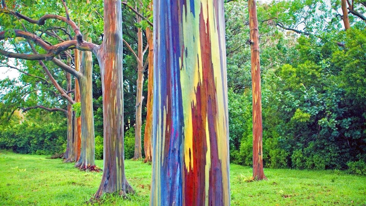 Чудо природы - Радужный эвкалипт.mp4