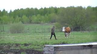 Вприпрыжку на дойку