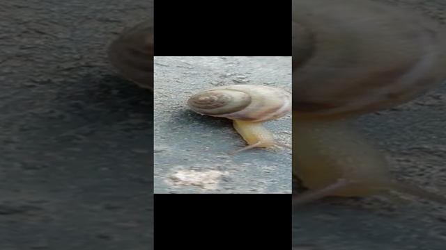 Улитка.mp4