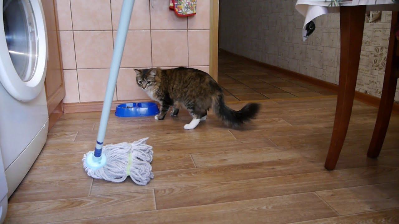 Бойцовая кошка