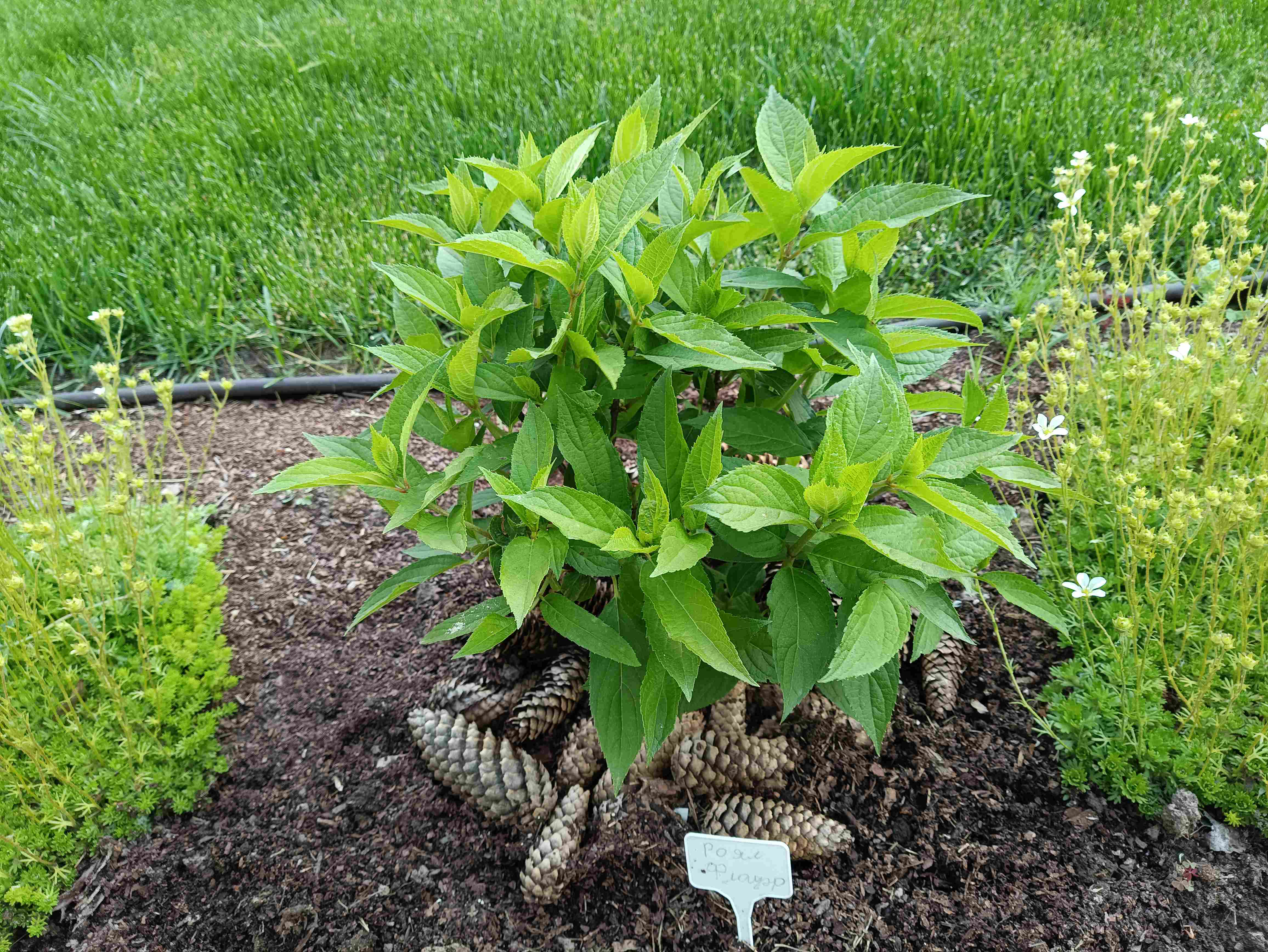 КАК ОБРЕЗАТЬ МОЛОДУЮ ГОРТЕНЗИЮ