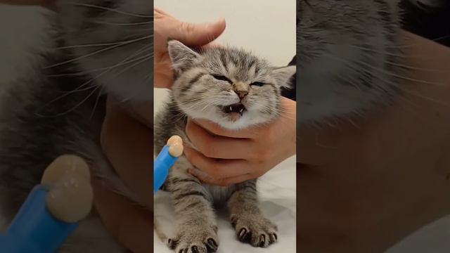 Ухаживаем за котенком//даем лекарство