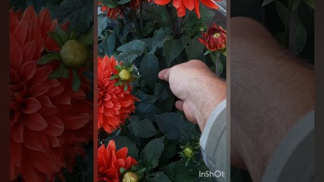 Георгин Рэд Пигми