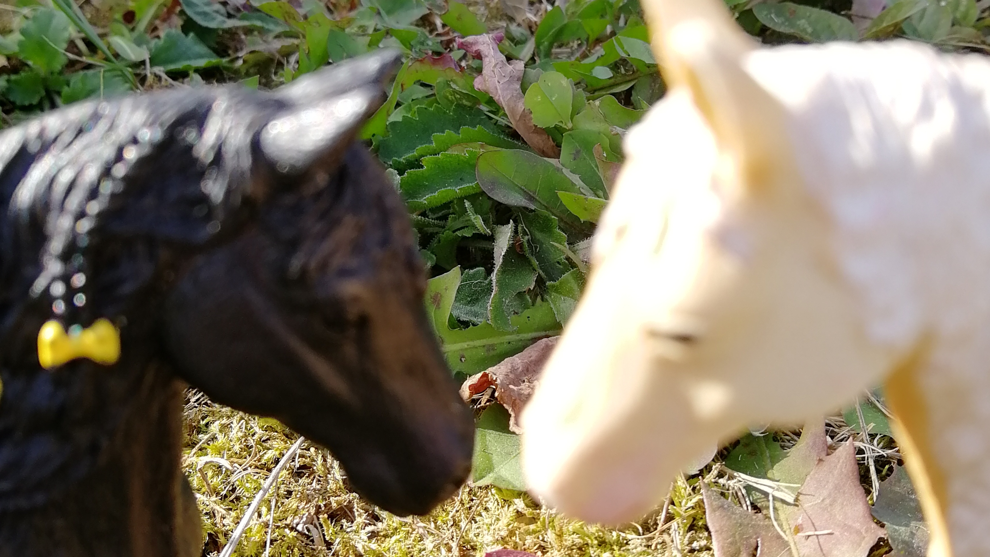 Сериал шляйх предсказание 1 сезон 4 серия #schleich #шляйх