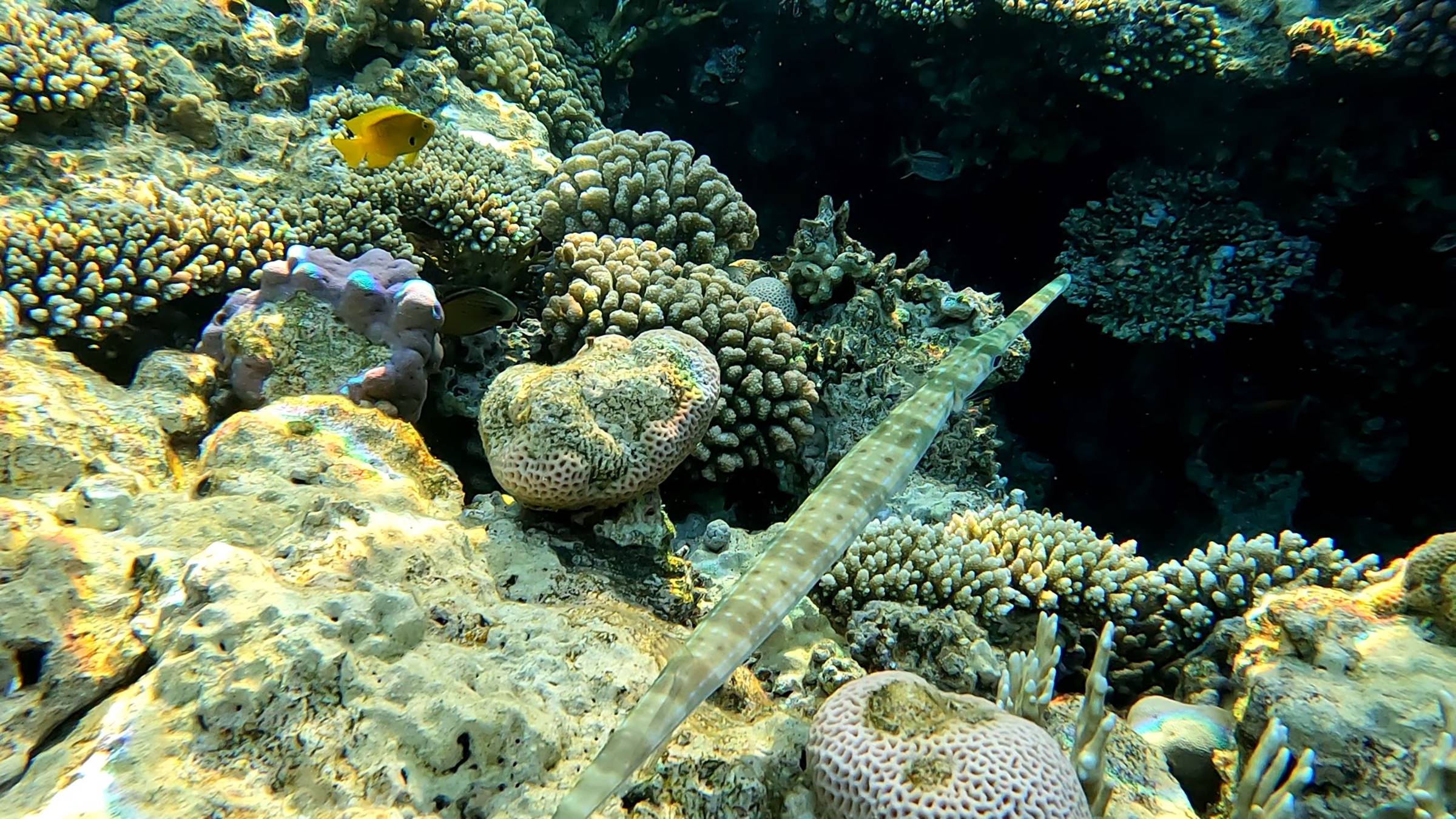 Рыба-Флейта меняет окрас (отель Faraana Reef, 09.05.2024).