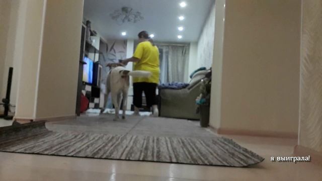 Игры с собаками / Кто успел-тот и съел / выдержка / самоконтроль