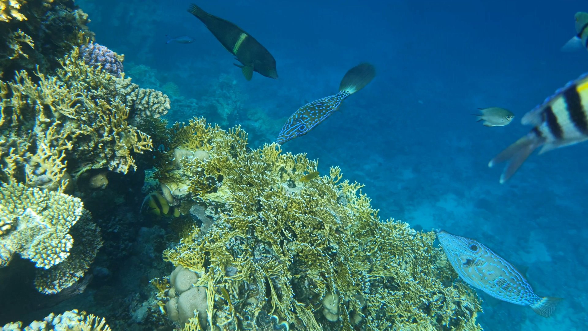 ЕГИПЕТ-2023-ШАРМ. #45.3-ЧЁТКО! ПОДВОДНЫЙ МИР. РЫБКИ и КОРАЛЛЫ КРАСНОГО МОРЯ. Около PALMA BEACH. Д-11