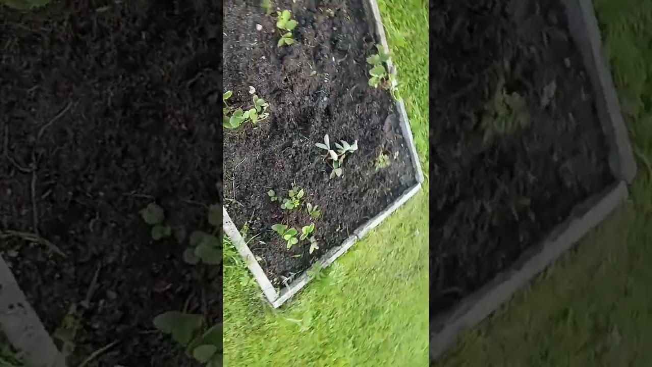 Растение против зомби клубники и кабочки.