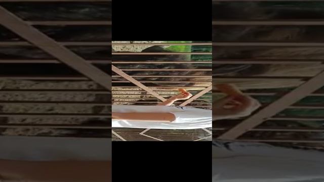 Зубрятник , зубр , зубры , зубровник , Токсово