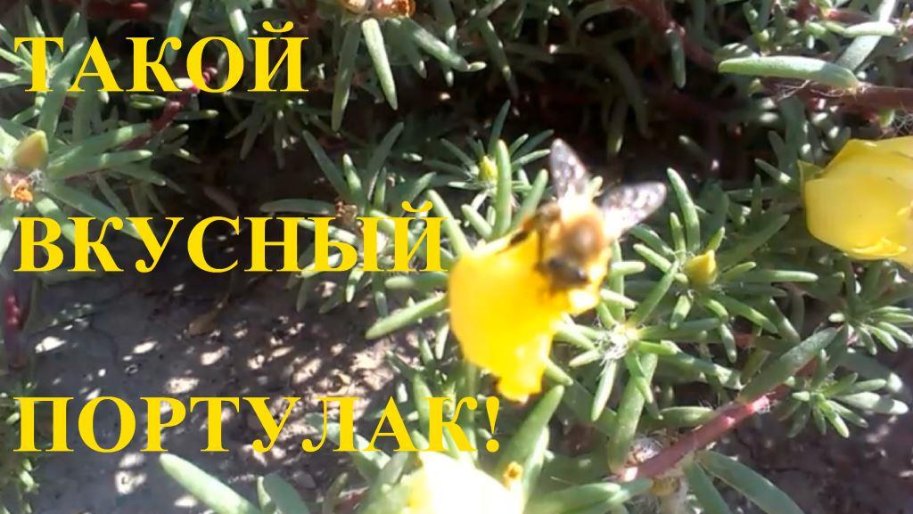 ТАКОЙ ВКУСНЫЙ ПОРТУЛАК!   dub