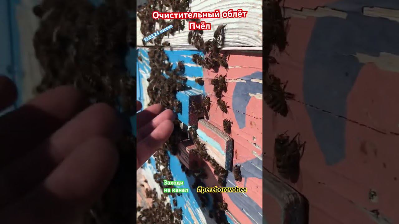 Очистительный облёт пчёл! | ПЧЕЛОВОДСТВО! #pereborovobee #пчеловодство #улей #пасека #матковод #мёд
