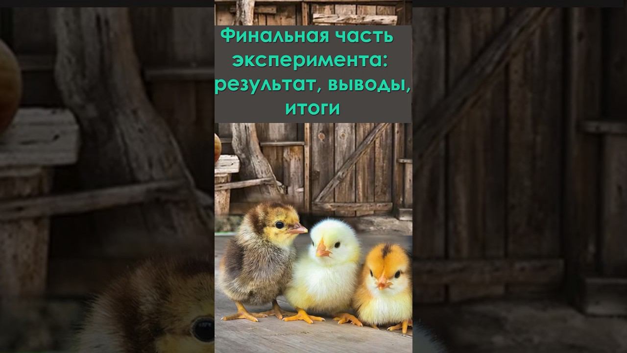 Финальная часть эксперимента #домуреки #жизньвдеревне #инкубацияяиц #эксперимент #суточныецыплята