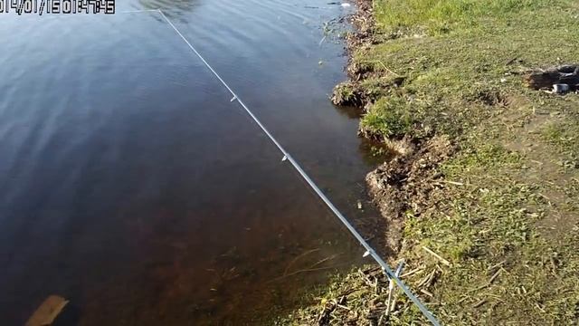 рыбалка в Великом Новгороде, ловлю донкой на гранулы