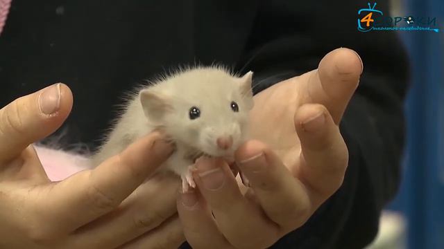 Школьные новости. Выпуск 6