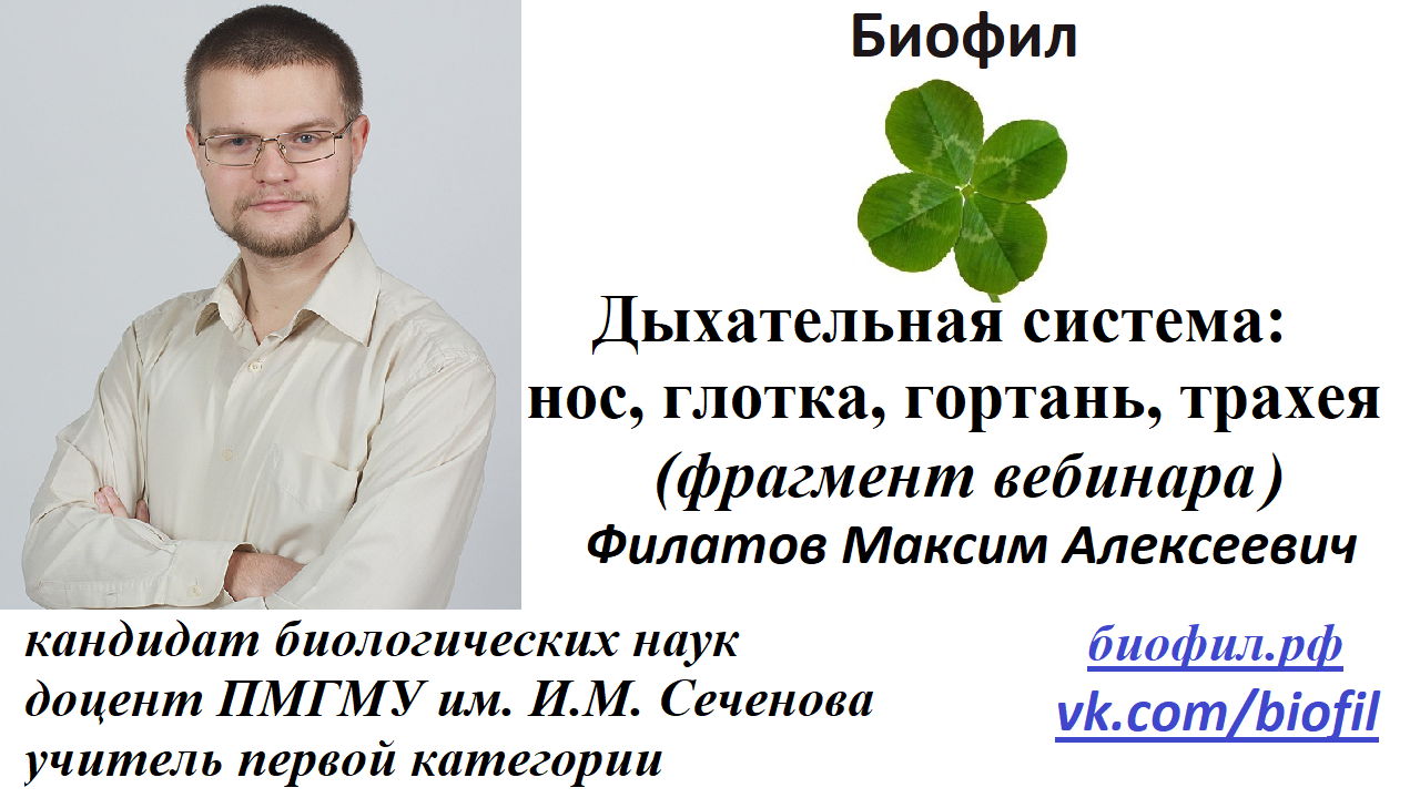 Дыхательная система: нос, глотка, гортань, трахея || Биофил. Подготовка к ЕГЭ, ОГЭ, ЦТ и ЕНТ.