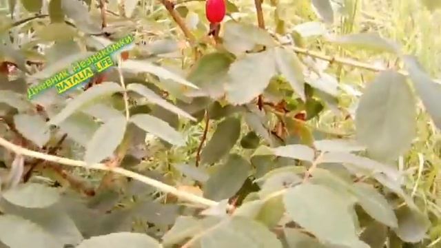 Полезные свойства шиповника