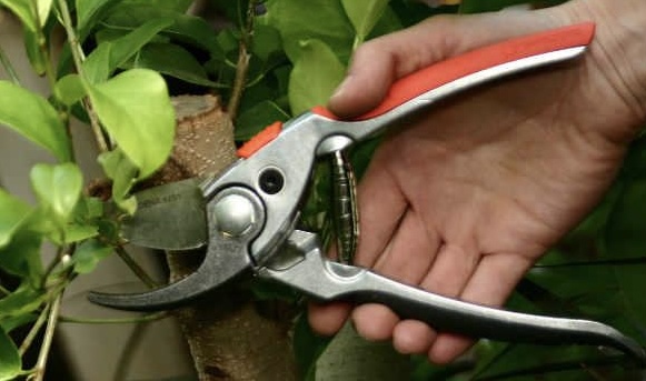 Весенняя обрезка сливы.