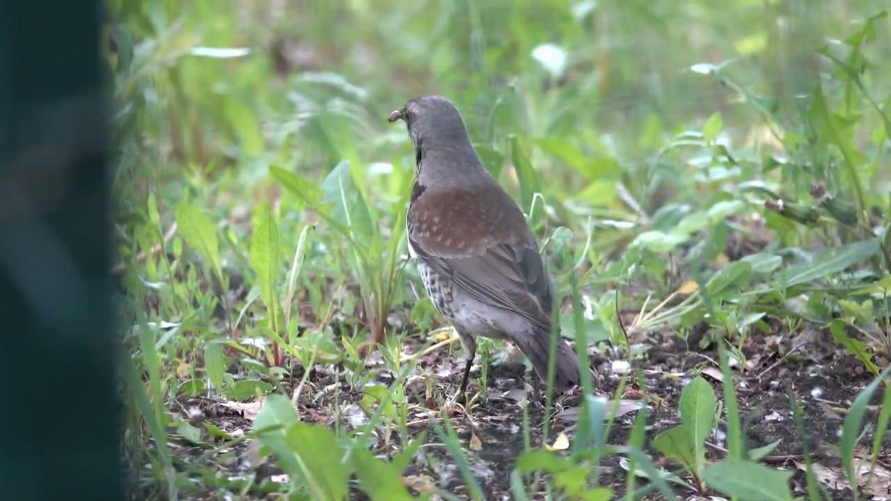 Дрозд рябинник