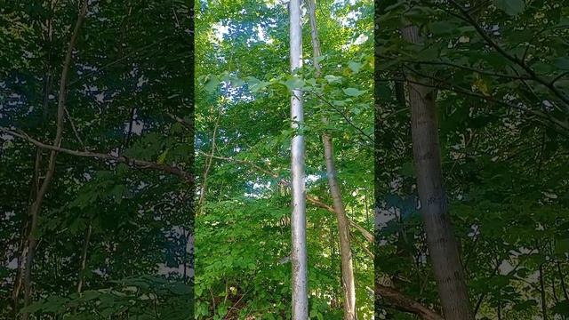 заброшенный железнодорожный светофор.mp4