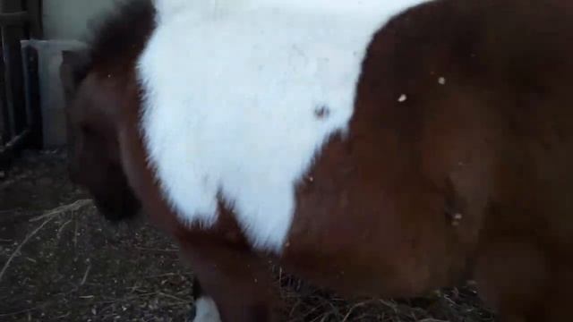 Конь. Конюшня дома. Американская миниатюрная лошадка. Мартин.