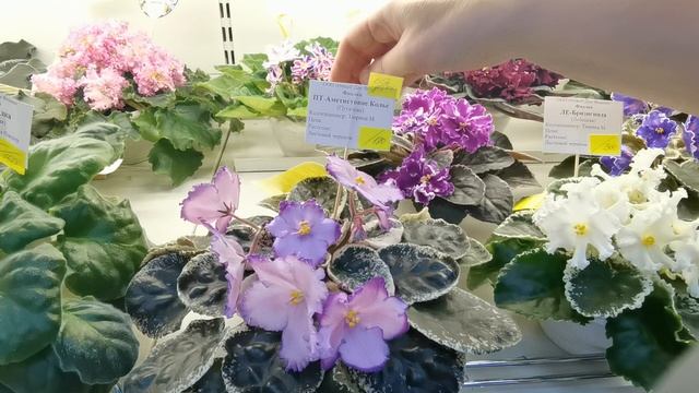 Маргарита Тюрина о своей коллекции фиалок и о секретах шапочного цветения на выставке в Доме Фиалки