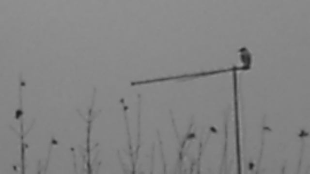 Ворона на антене 3458443 DSCN4929