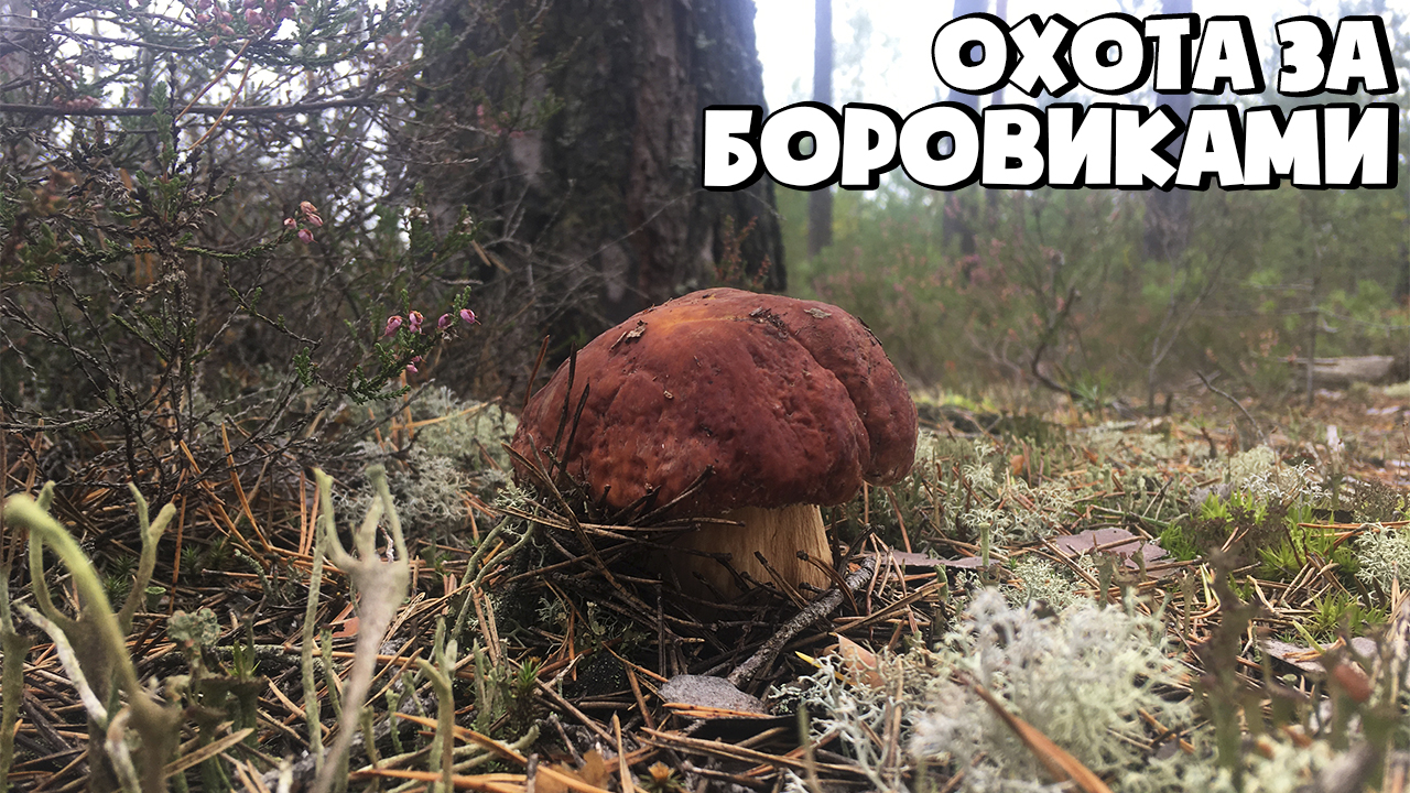 СОБИРАЮ БЕЛЫЕ ГРИБЫ БОРОВИКИ В ЛЕНИНГРАДСКОЙ ОБЛАСТИ