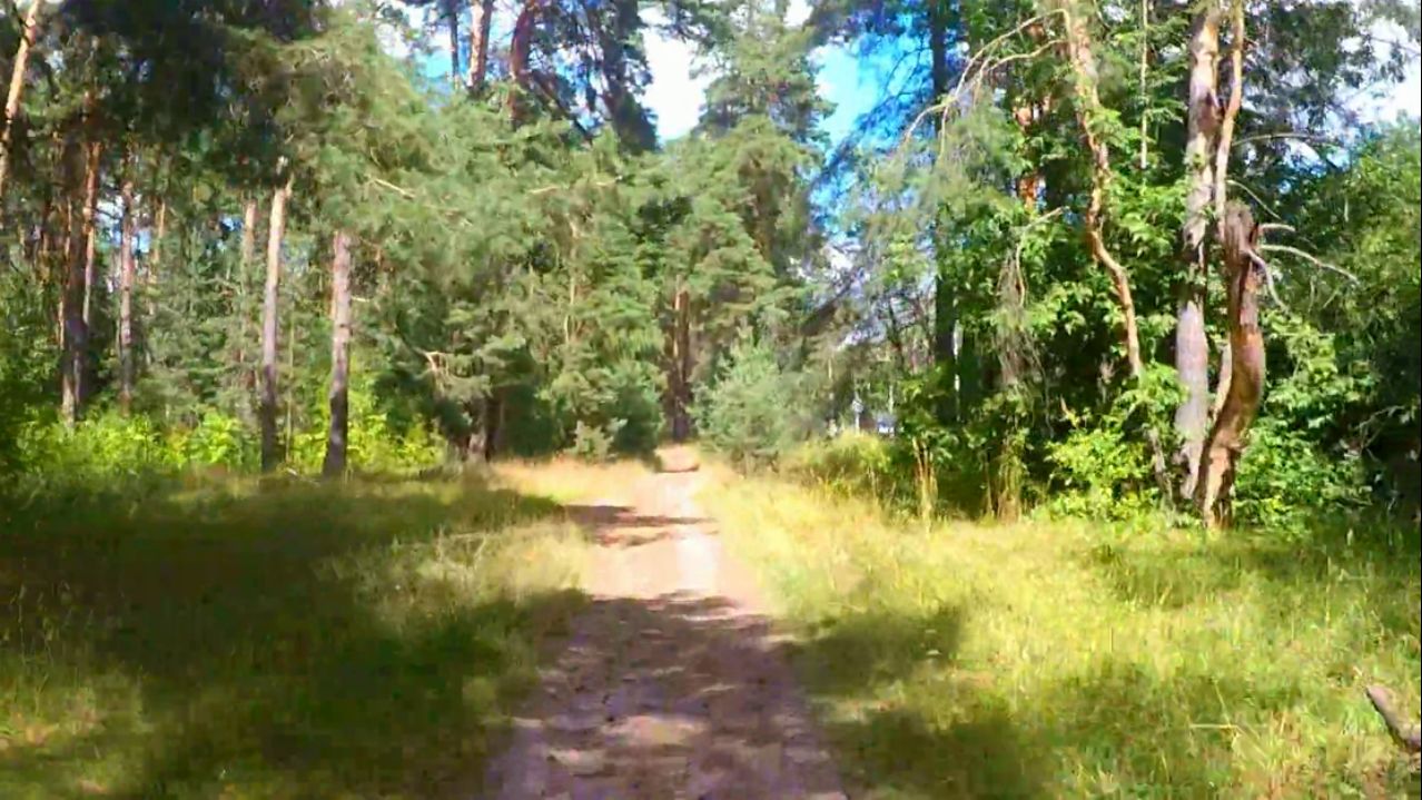 СОЛОТЧА КОРАБЕЛЬНЫЙ ЛЕС 20220729