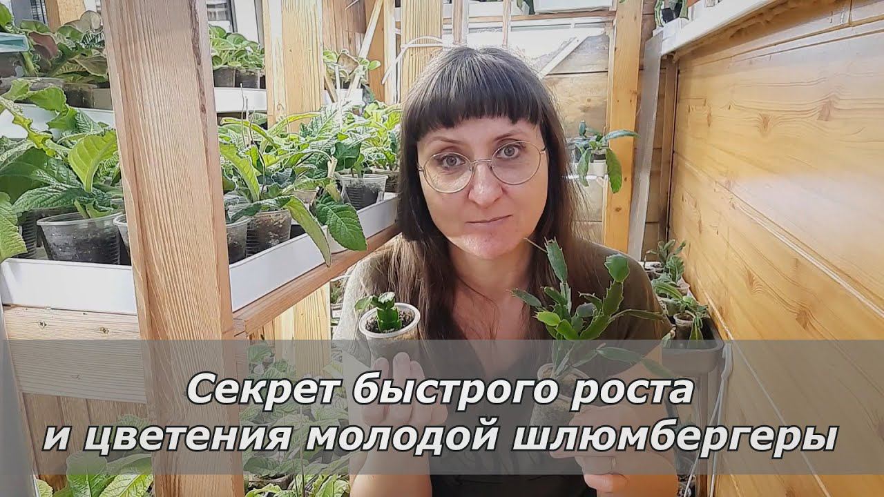 Мой секрет быстрого роста и цветения шлюмбергеры (декабриста).