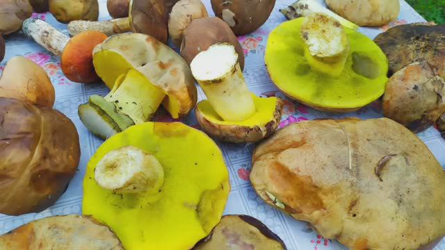 🍄🥔🥕Ароматный супчик из белых грибов моховиков🌿