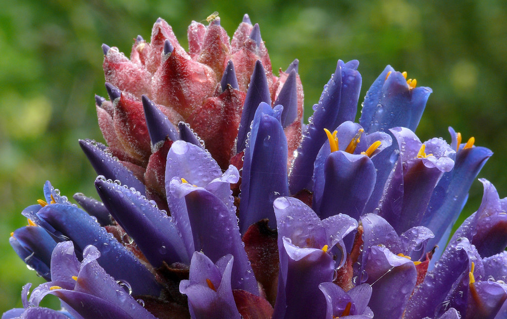 «Пуйя Раймонди» РЕЛАКС АРТ-ТЕРАПИЯ ВАЛЬС ИМПРОВИЗАЦИЯ композитор Виктор Анохин #музыка #piano #цветы