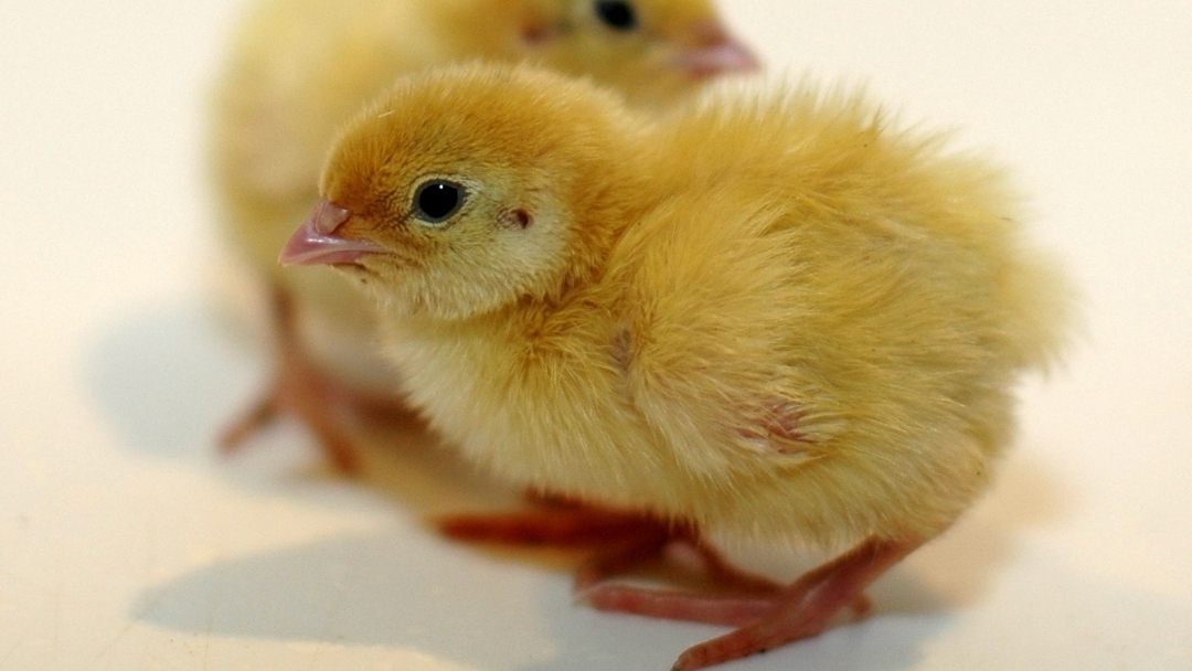 Вылуп перепелок на 15 сутки 17 штучек