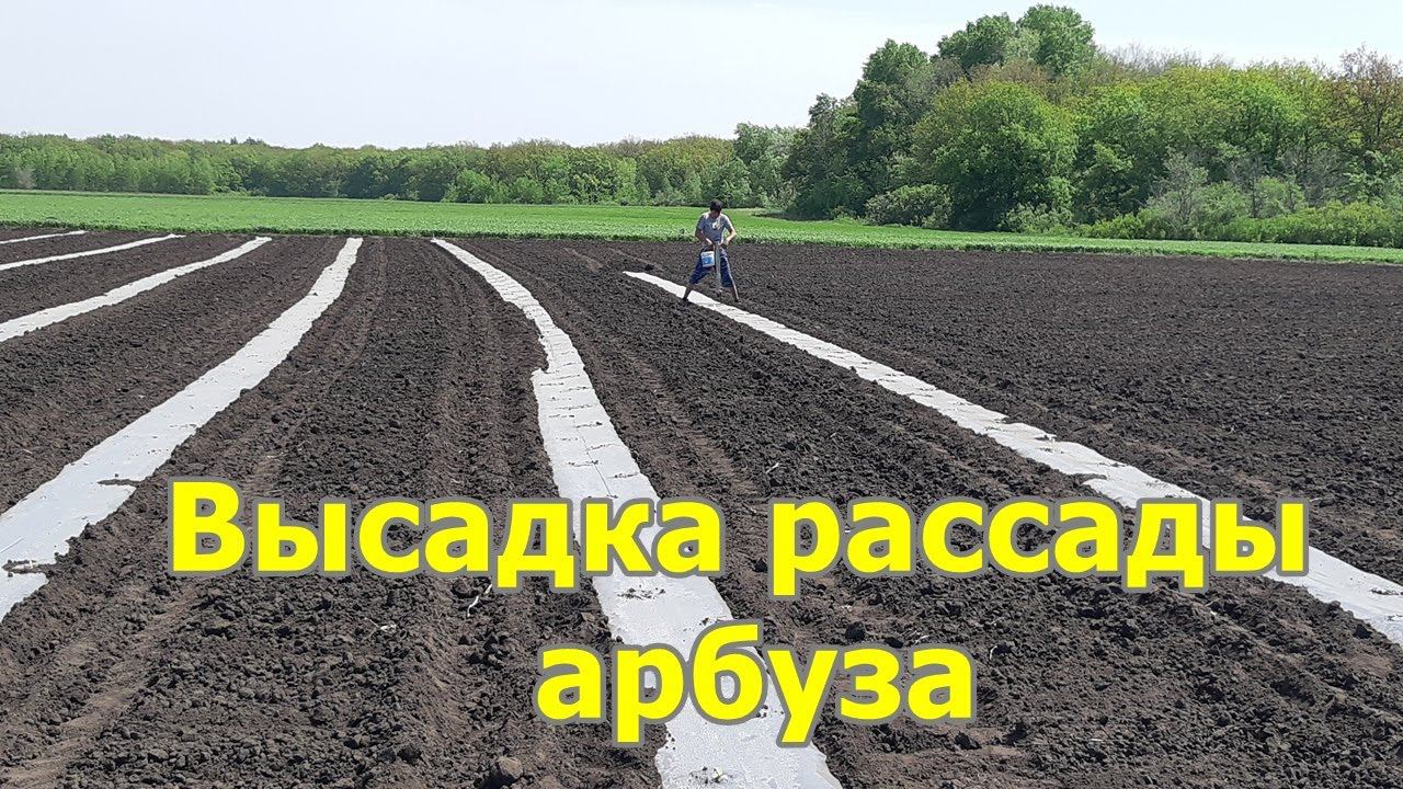 Высадка рассады арбуза в грунт 04.05.2023